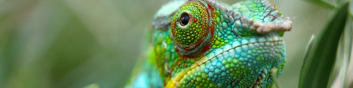 Rational Funds Introduces the Rational/ReSolve Adaptive Asset Allocation Fund | Rational Funds